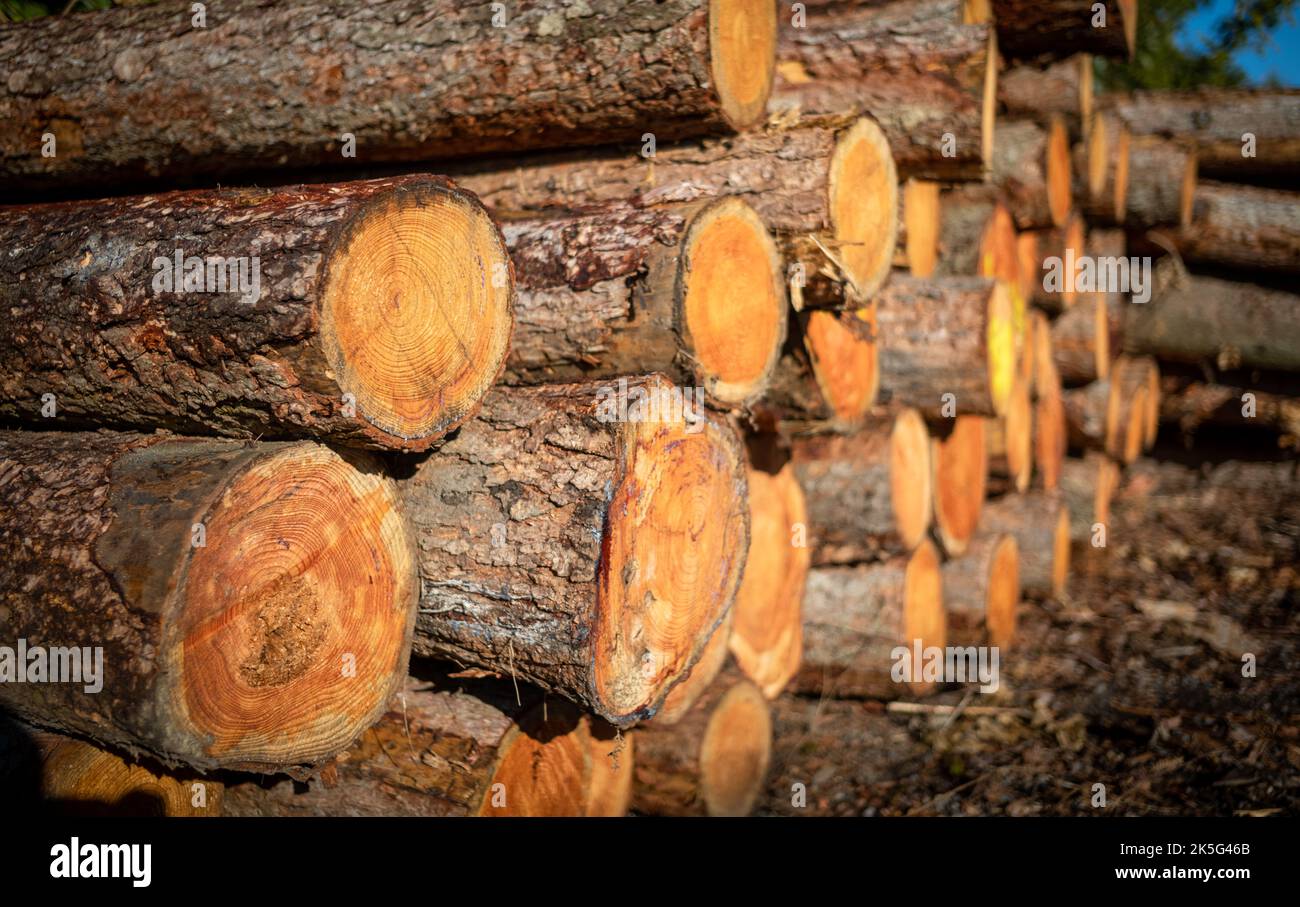 Piles of cut chestnut trees and timber in a forest in neard Bedham ...