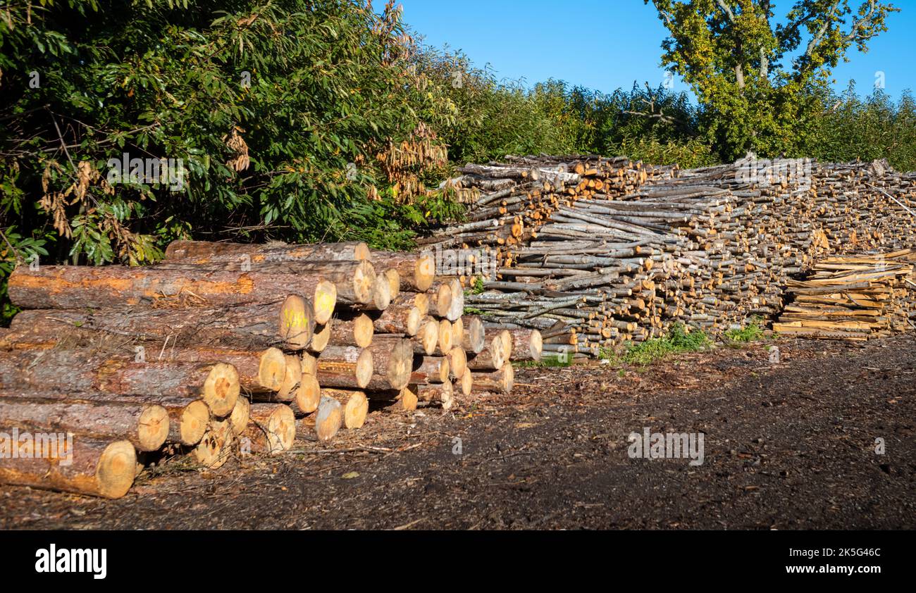 Piles of cut chestnut trees and timber in a forest in neard Bedham ...