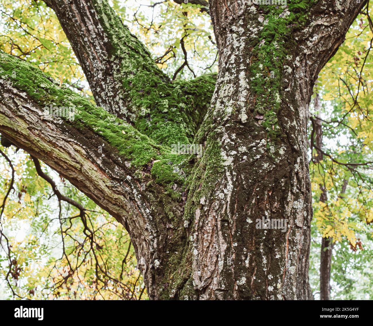Beautiful green moss on a tree trunk in the park Stock Photo - Alamy