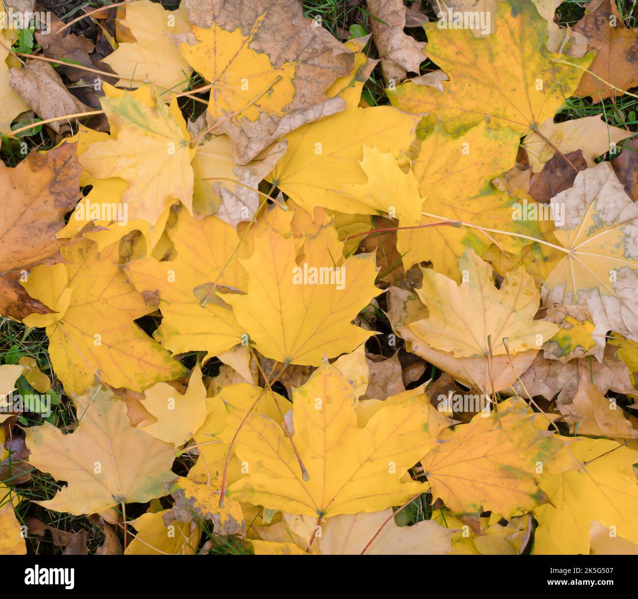 Autumn colors of fallen leaves on the ground. Yellow green, orange and ...