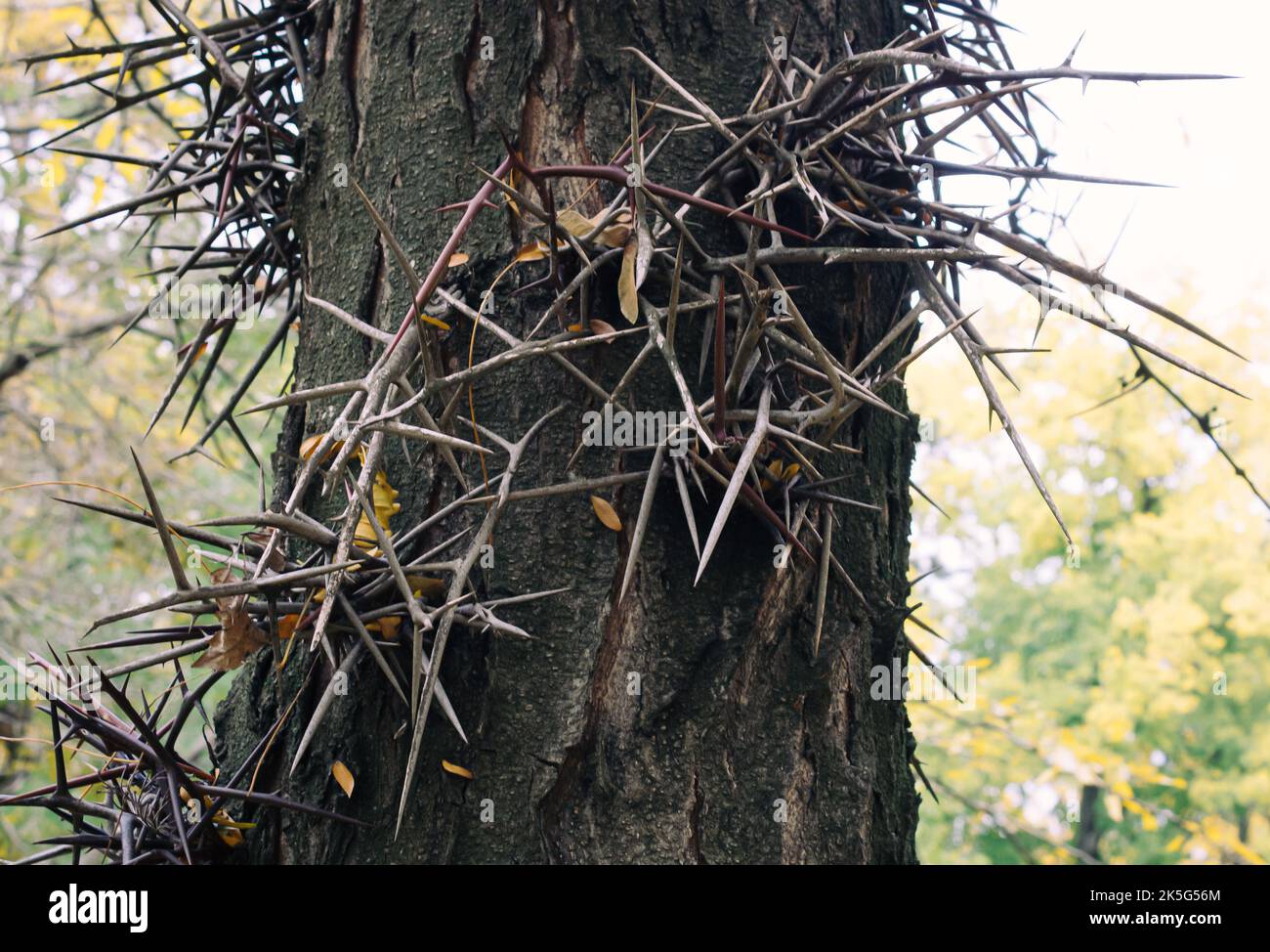 A tree in the park with thorns. Autumn Stock Photo - Alamy
