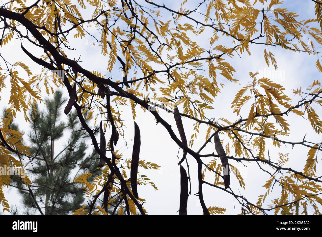 Autumn colors of the leaves on the trees in the park. Yellow, green and ...