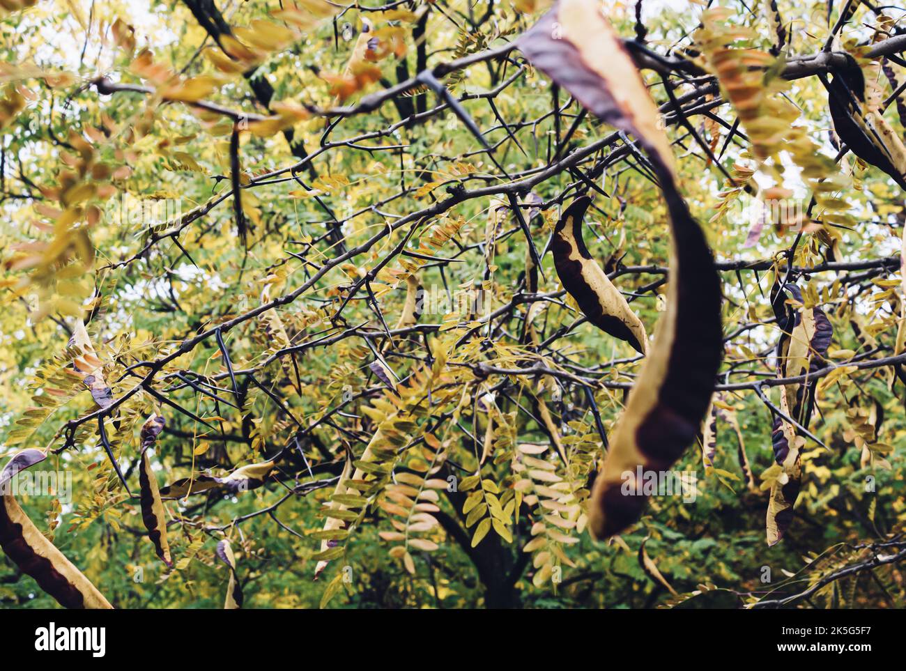 Autumn painted tree closeup leaves hi-res stock photography and images ...
