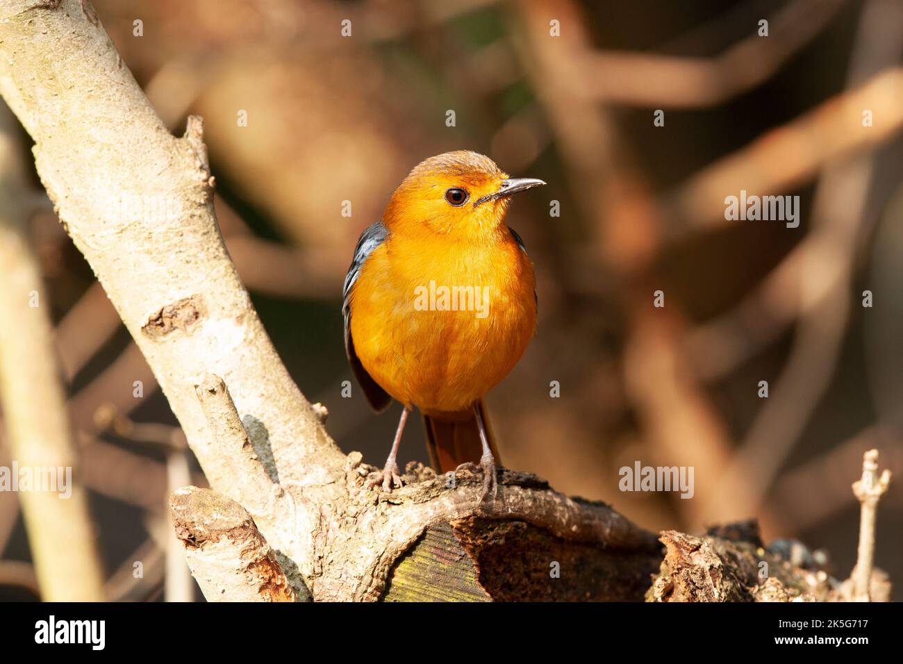Natal robin hi-res stock photography and images - Alamy