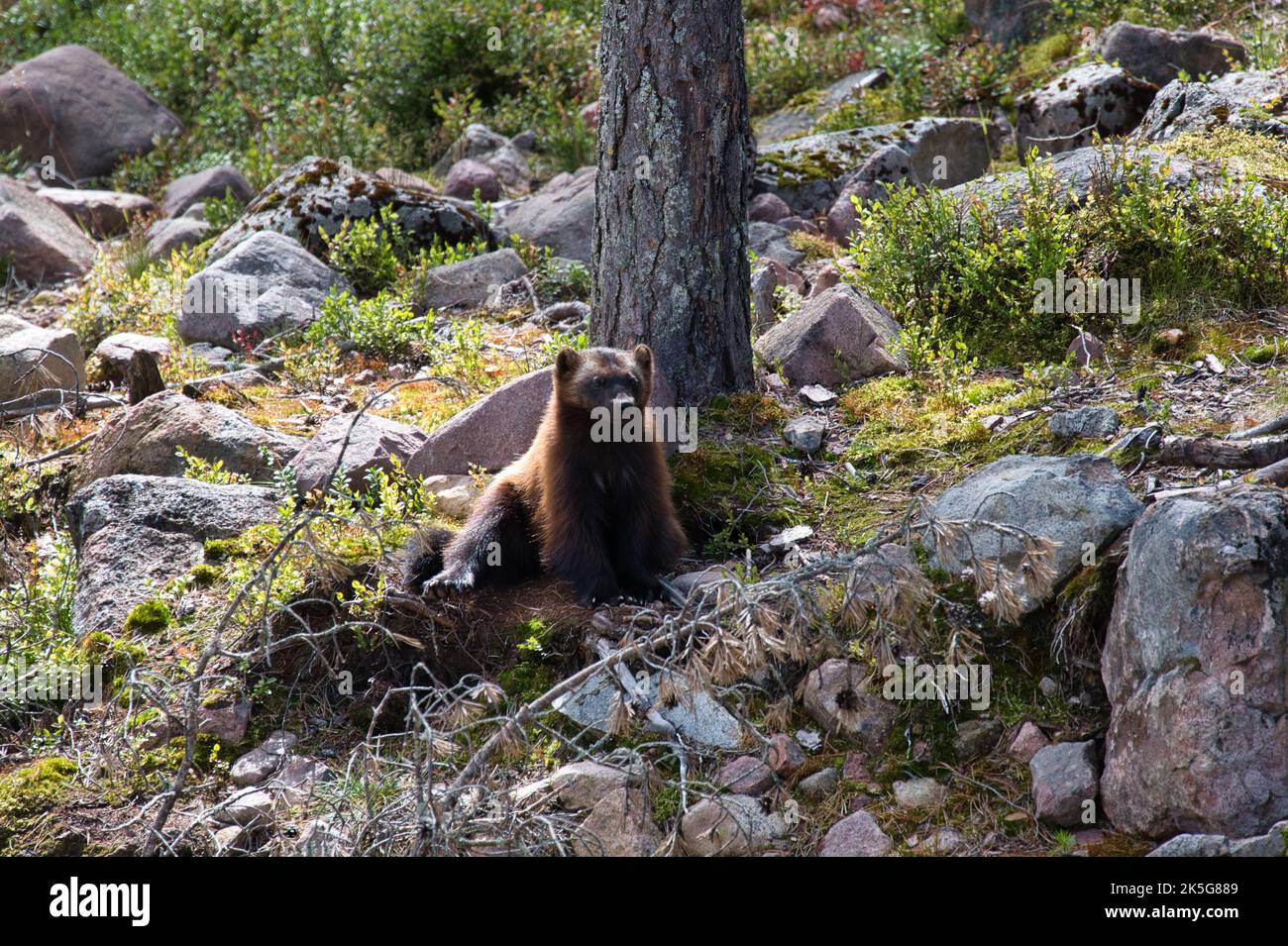A lone wolverine resting in the forest in Orsa predator park, Sweden ...