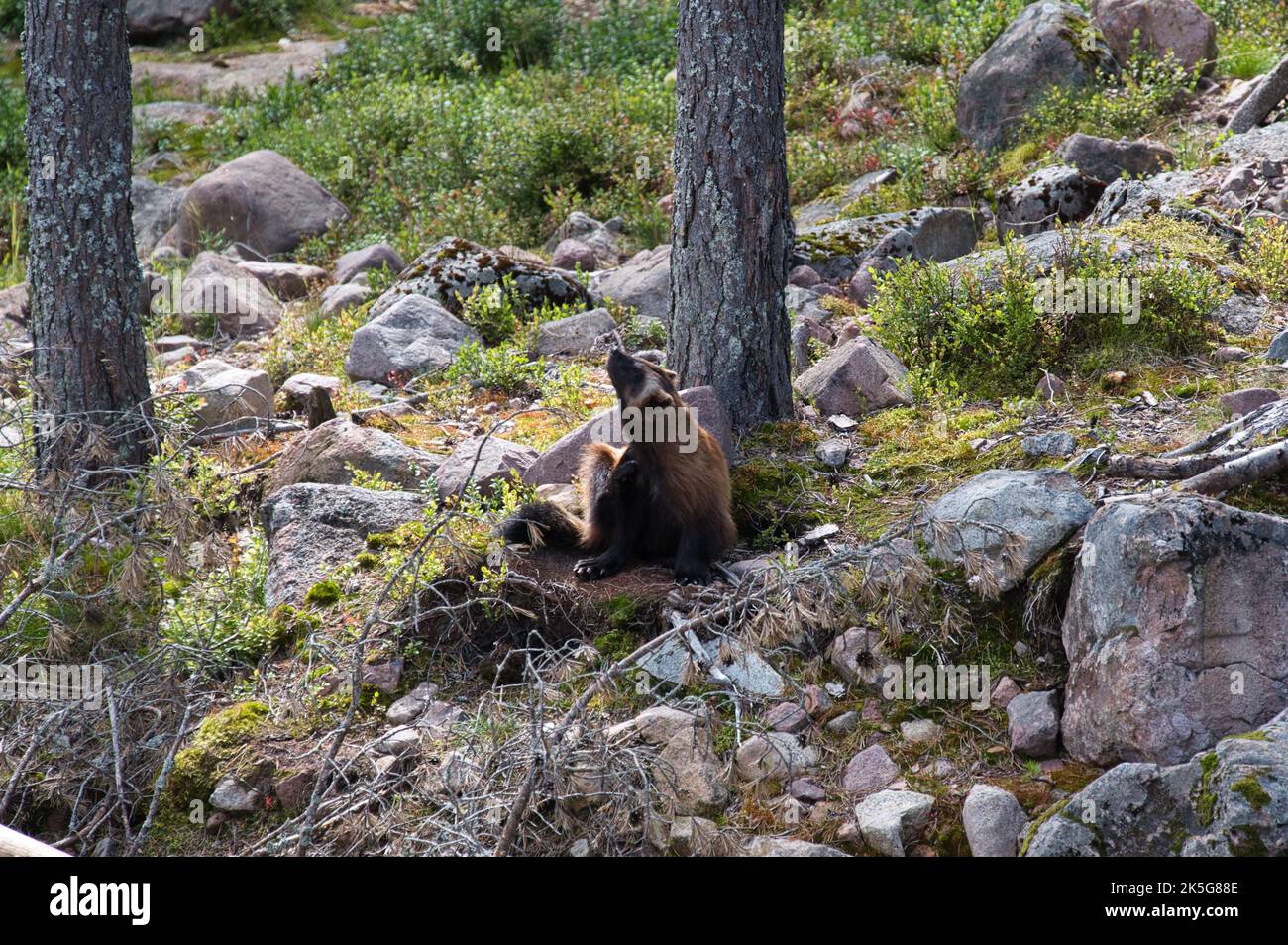 A lone wolverine resting in the forest in Orsa predator park , Sweden ...
