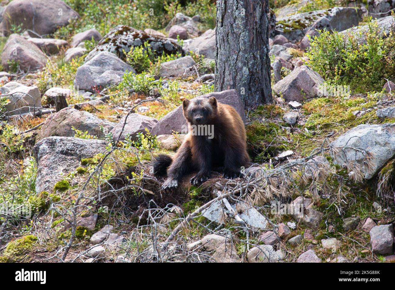 A lone wolverine resting in the forest in Orsa predator park , Sweden ...