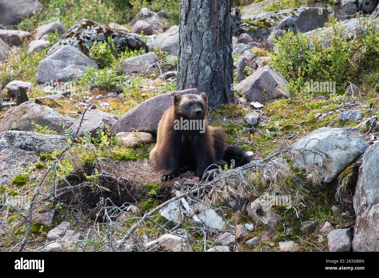 A lone wolverine resting in the forest in Orsa predator park, Sweden ...
