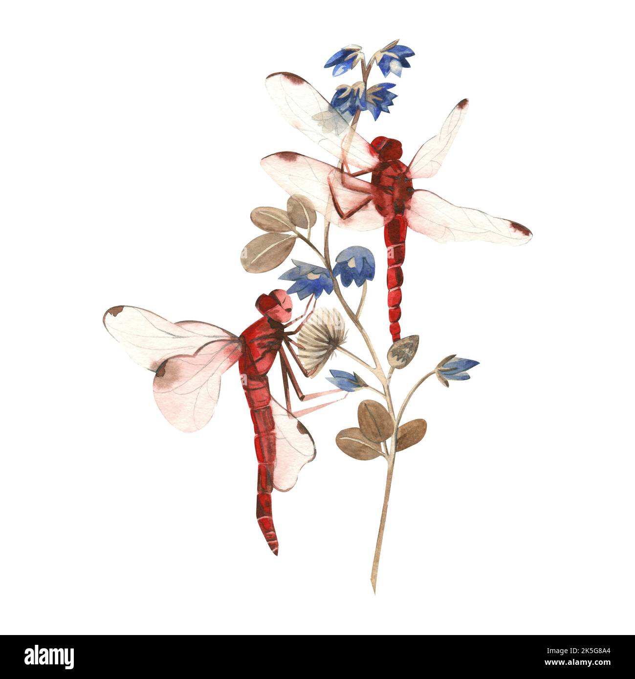 A watercolor composition of red dragonflies and a blue flower hand ...