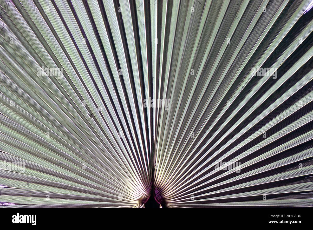 Raymond plant hi-res stock photography and images - Alamy