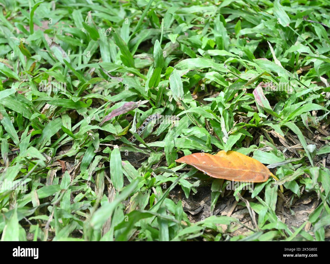 Side view of slightly elevated head of a juvenile Buff striped keelback ...