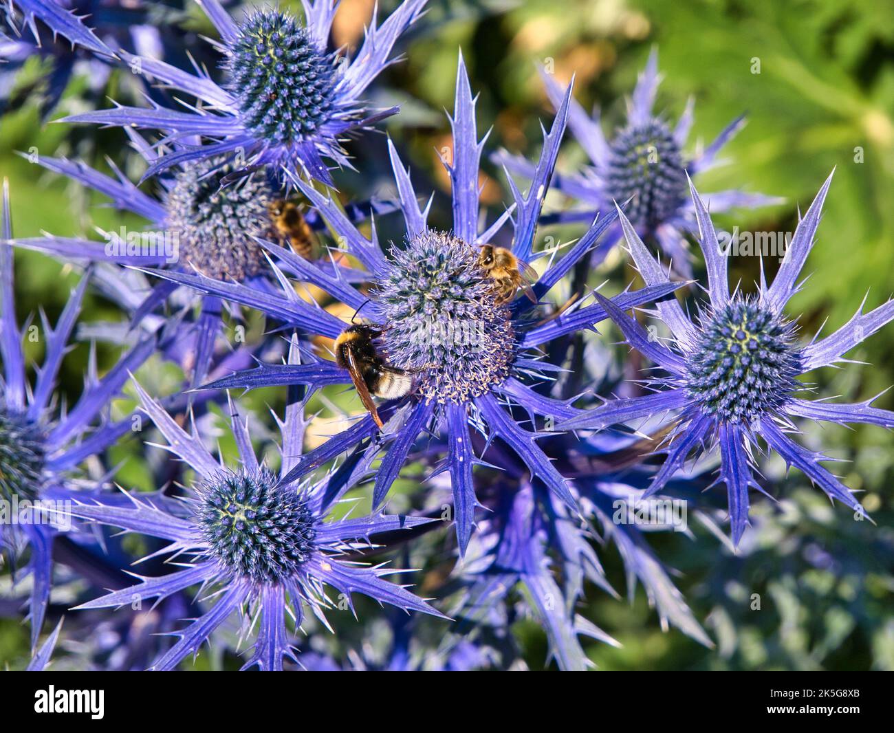 Beautiful sea holly eryngium hi-res stock photography and images - Alamy