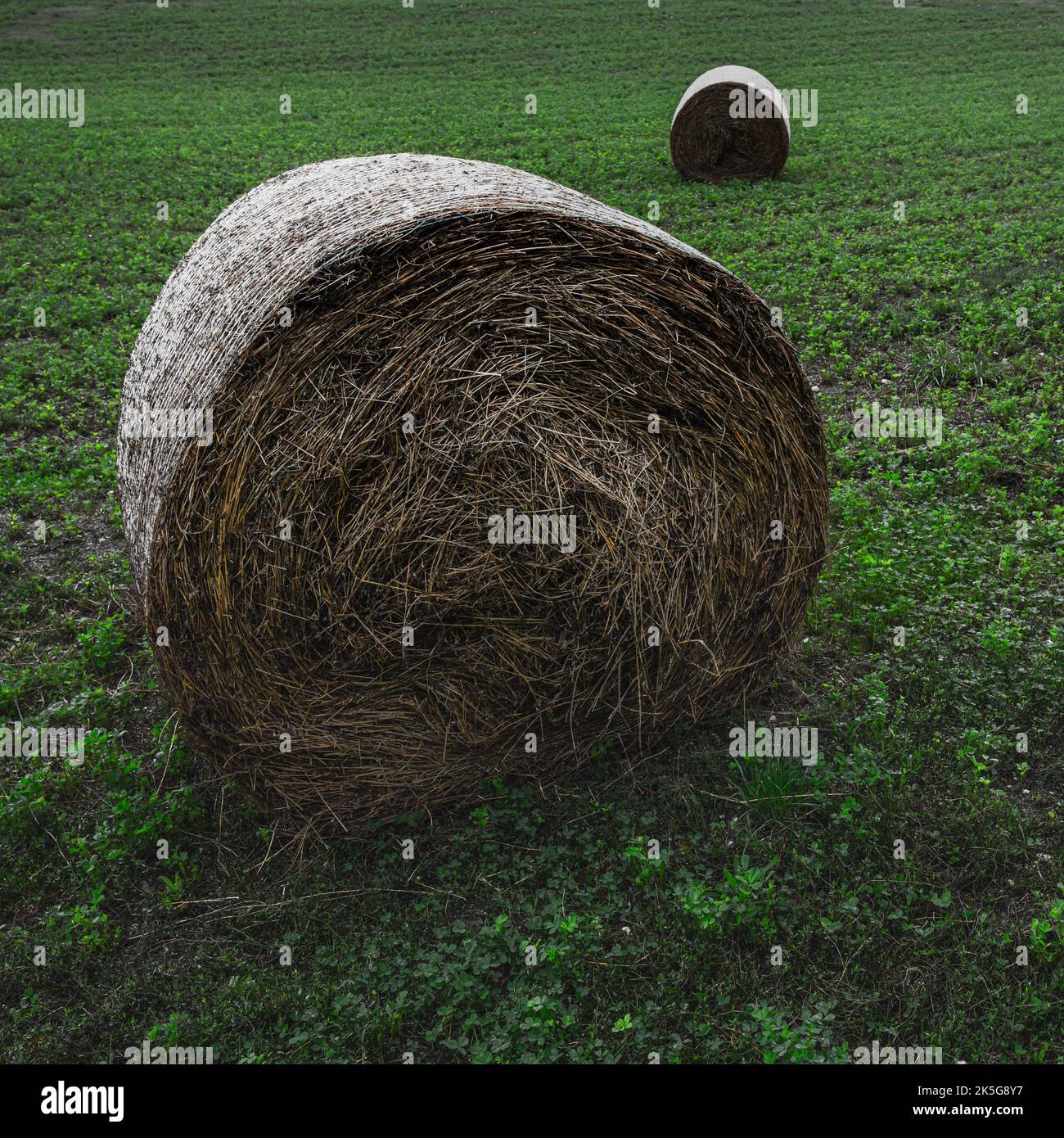 A closeup of hay roll in a farmland Stock Photo - Alamy