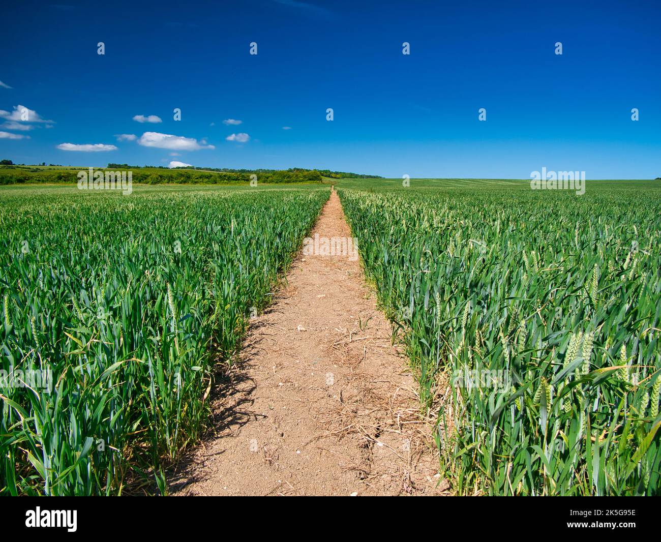 Path through wheat field hi-res stock photography and images - Alamy