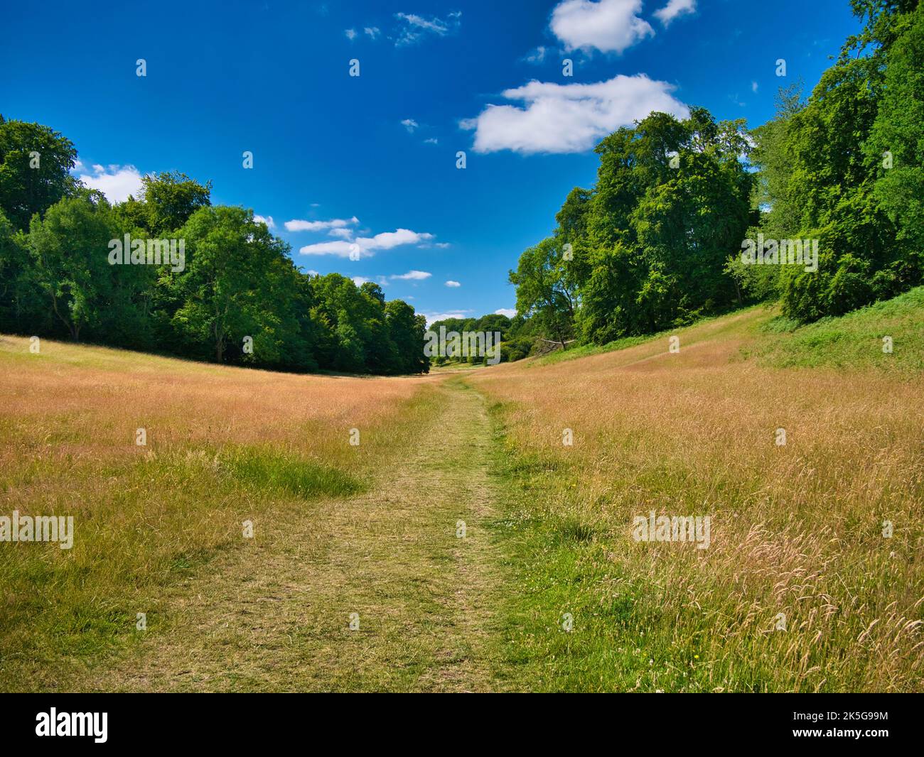 A path through long grasses between two hills lined with tress with ...