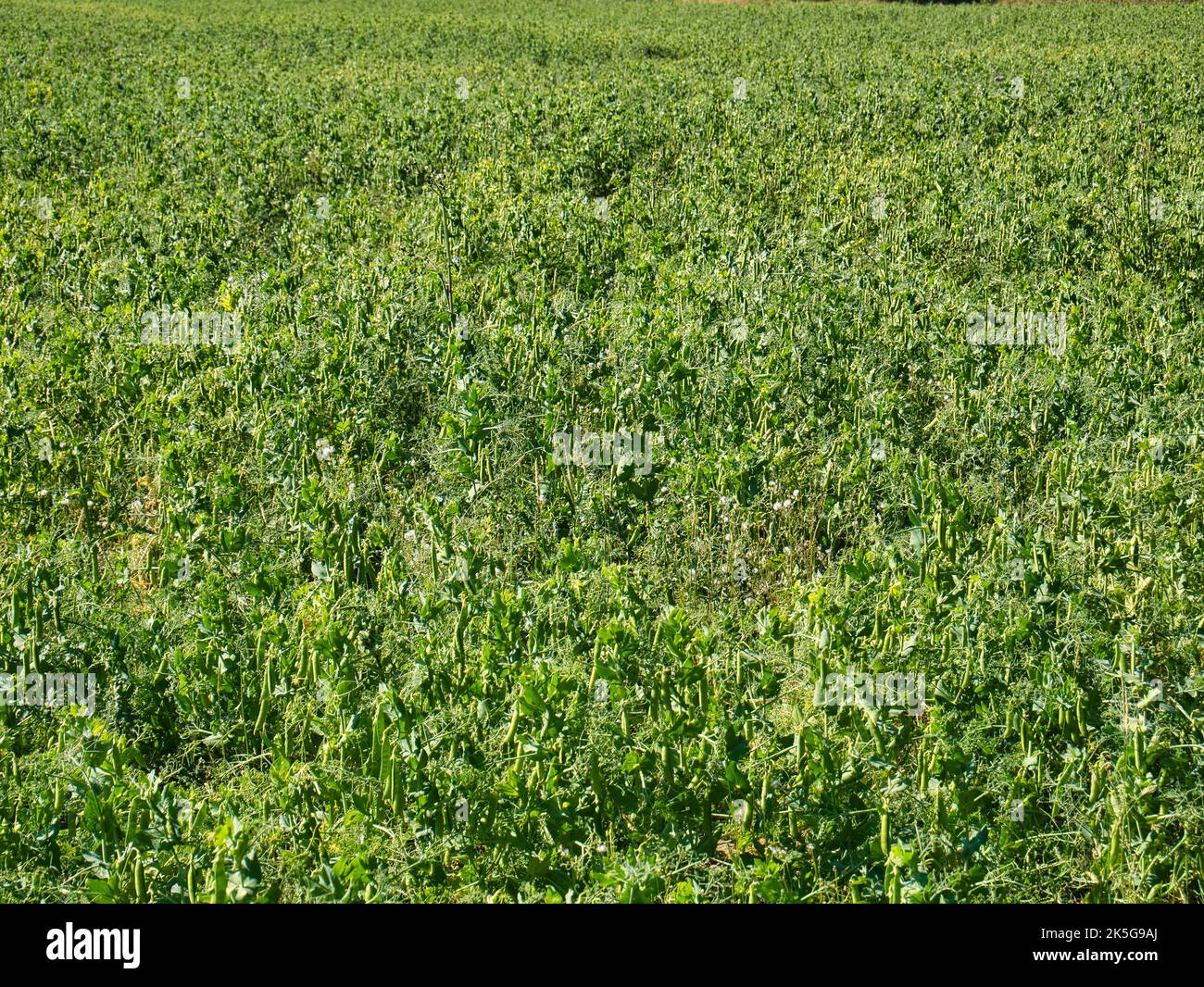 Uk crop production hi-res stock photography and images - Alamy