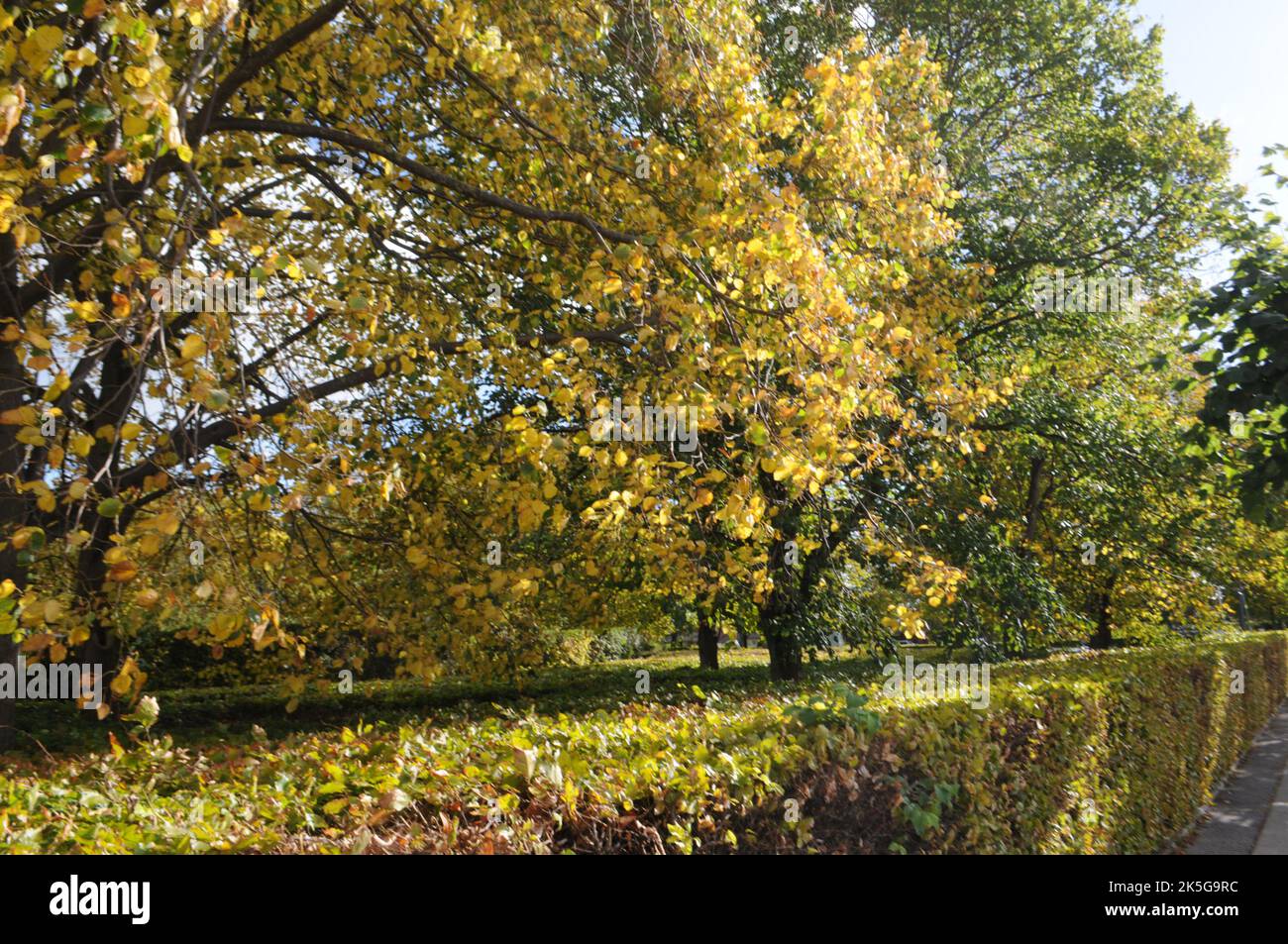 Copenahgen /Denmark/08 OIctober 2022/Autumn or fall season weather tree ...