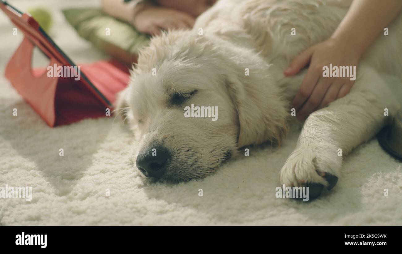 Girl hugging dog, daytime sleeping on mild carpet, watching dreams ...