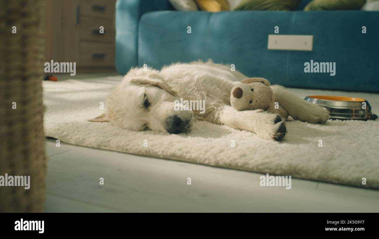 Dog sleeping daytime on mild carpet, watching dreams, relax and ...