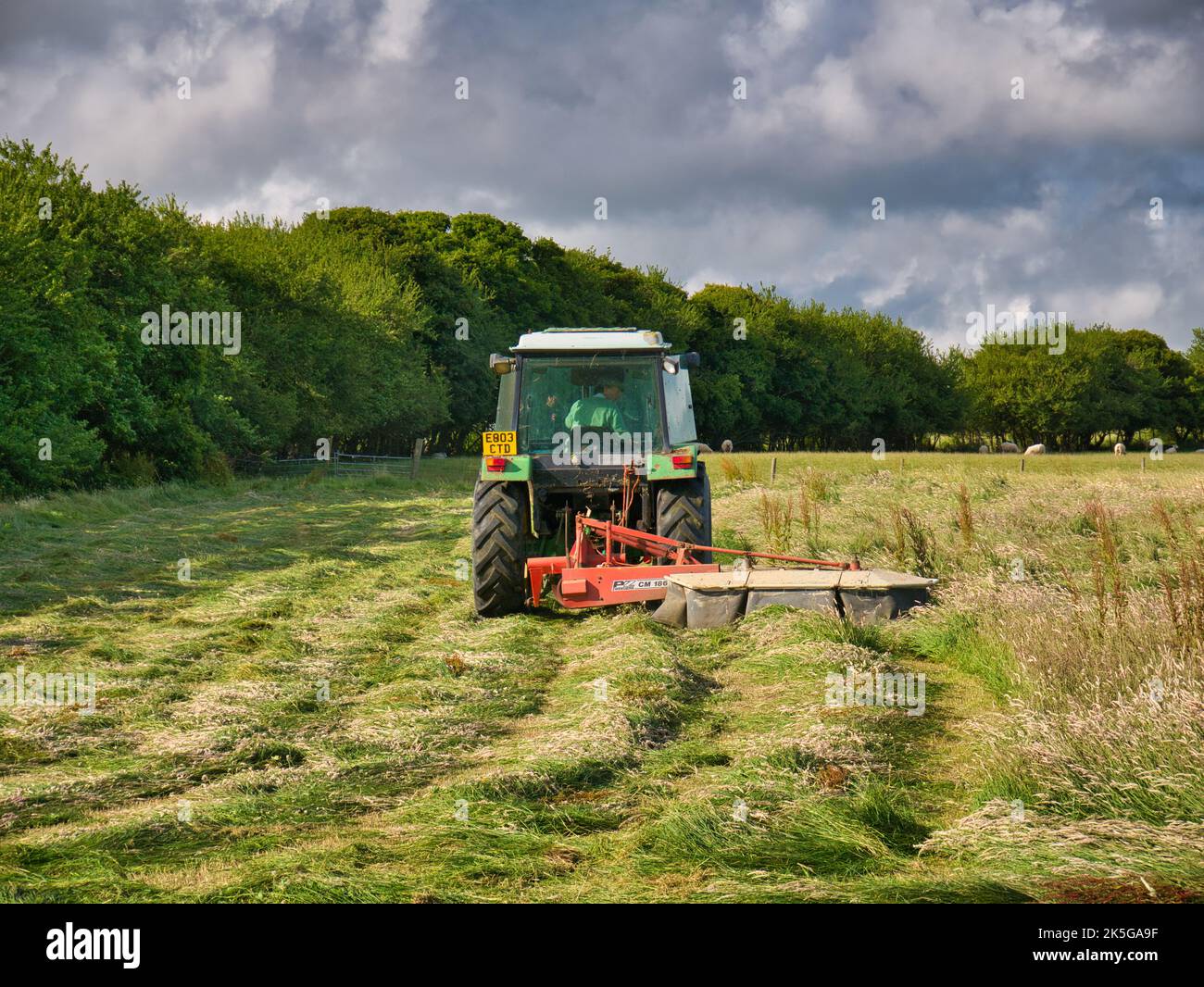 A farm tractor carrying out silage operations in a grassy field in Kent ...
