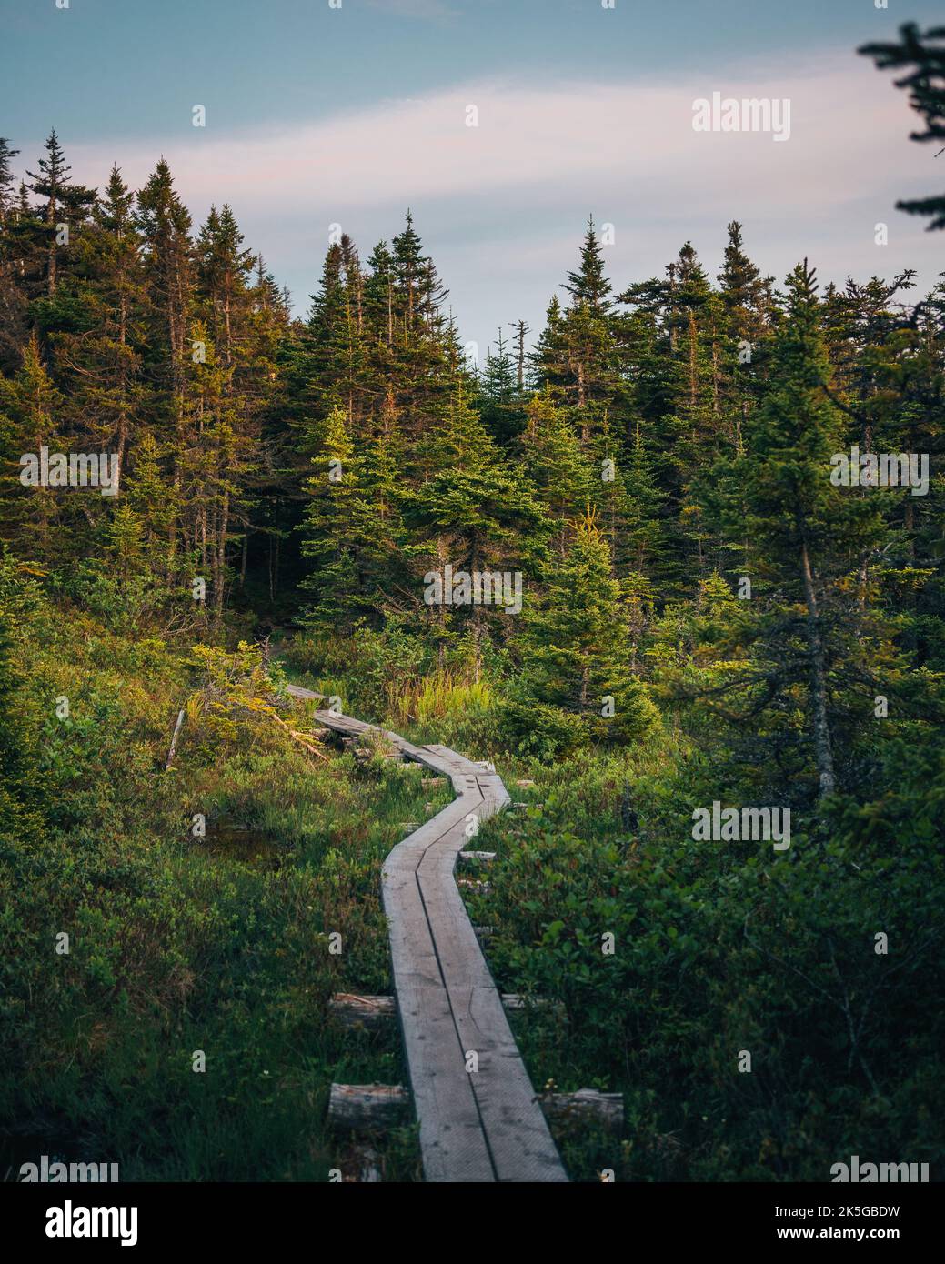 Highland forest newfoundland hi-res stock photography and images - Alamy