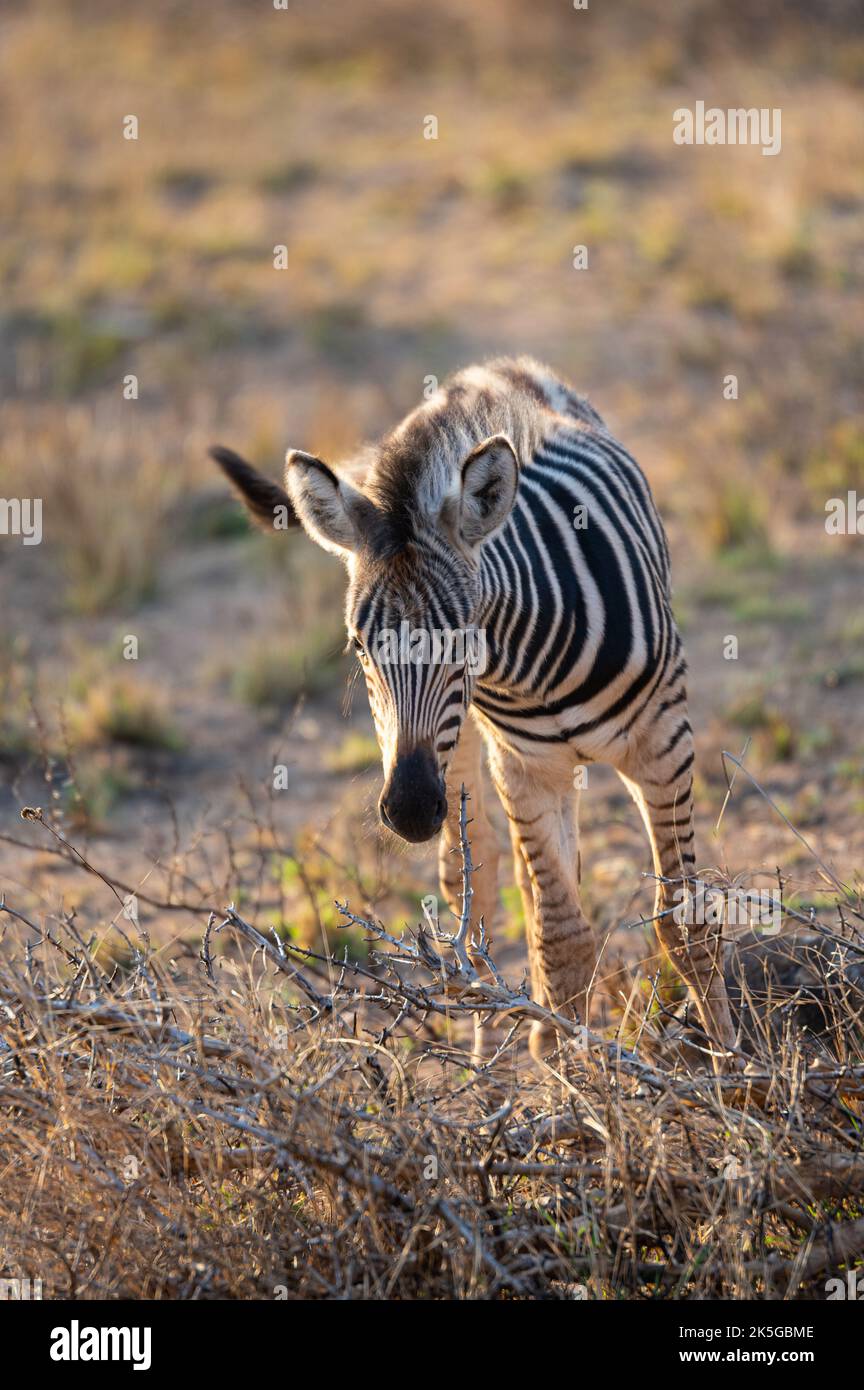 The main resident of the Kruger National Park is the plains zebra ...