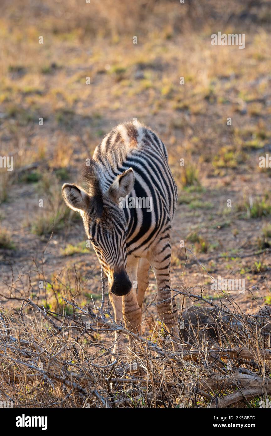 The main resident of the Kruger National Park is the plains zebra ...