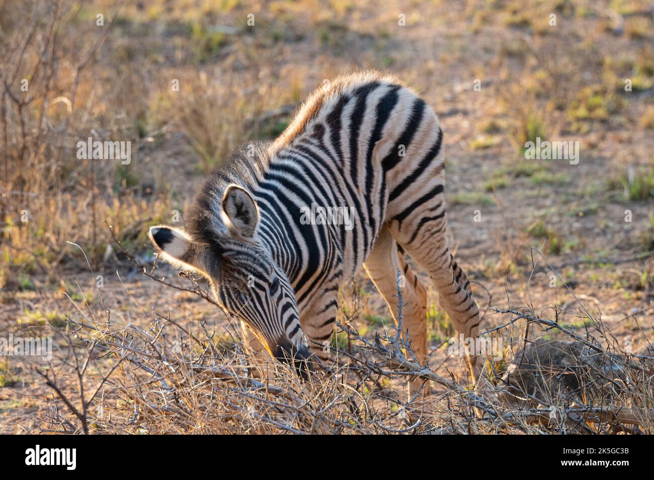 The main resident of the Kruger National Park is the plains zebra ...
