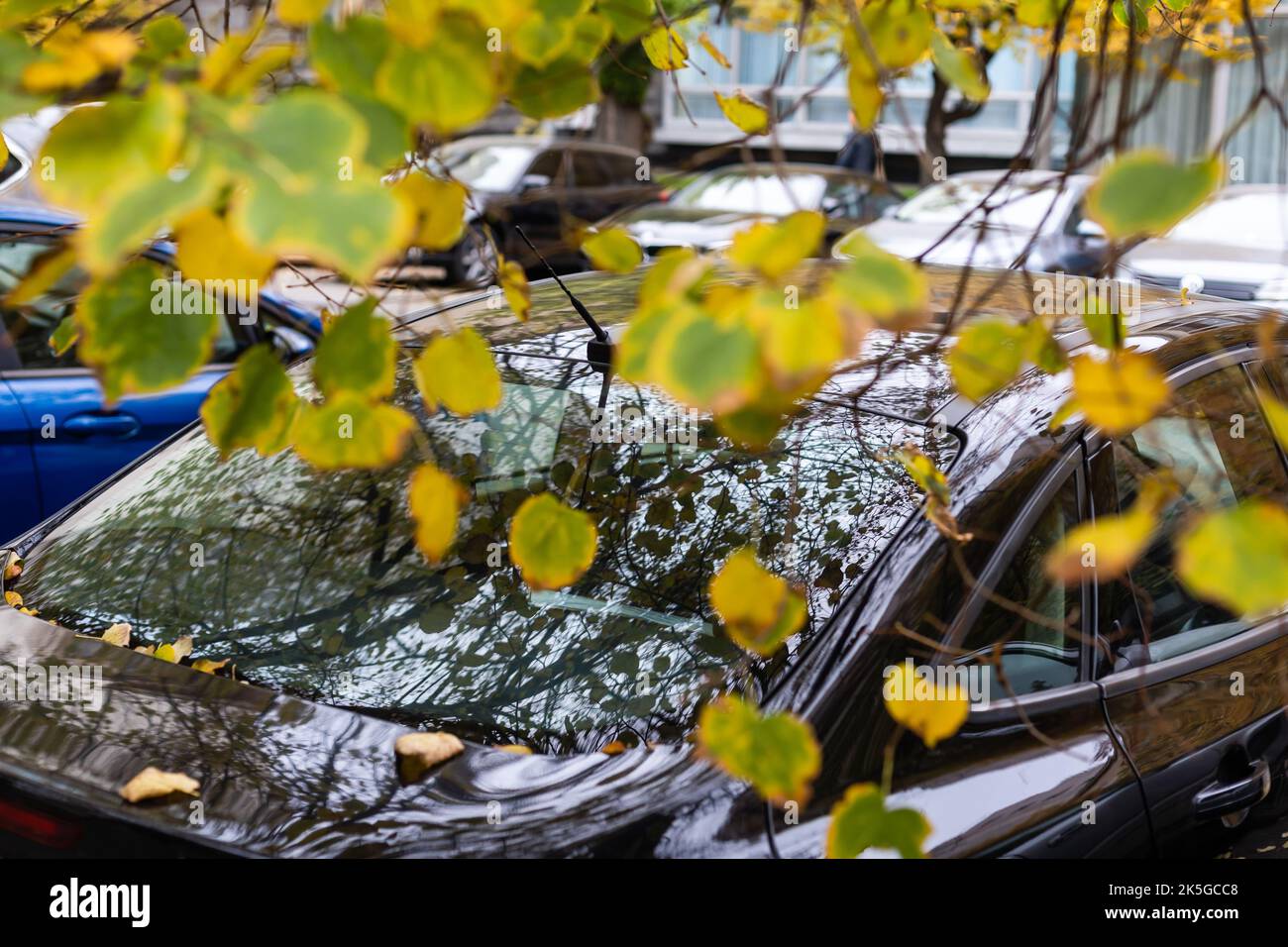 Autumn leaf on the windshield of a car under the brush, against the ...