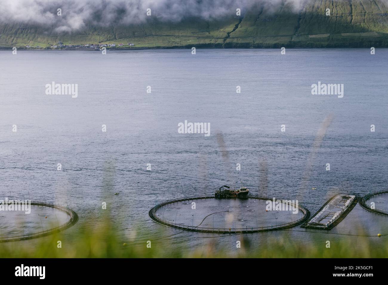 A wild Salmon farming in the Faroe Islands Stock Photo - Alamy