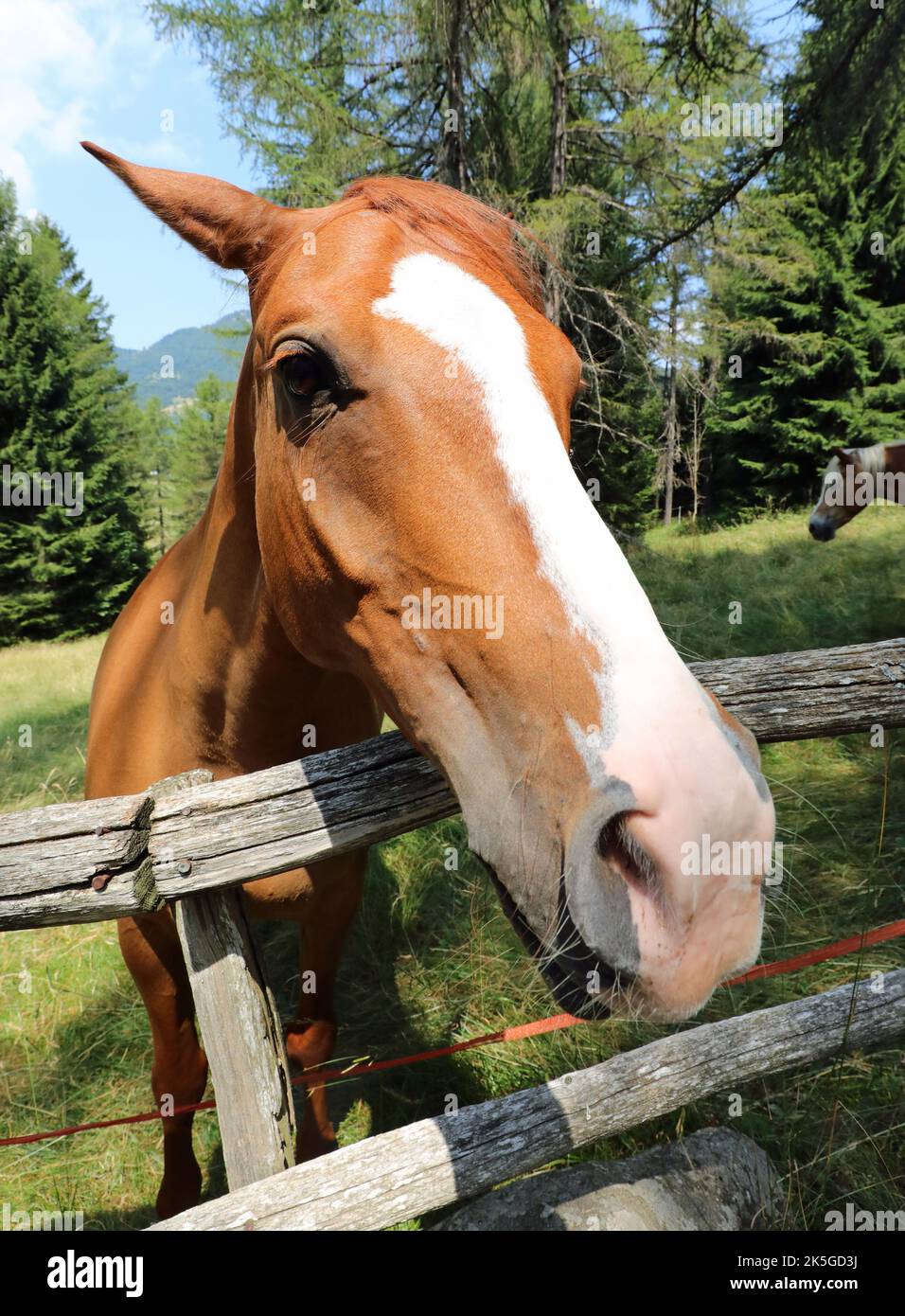 long muzzle of the horse behind the stationed in the Ranch in the ...