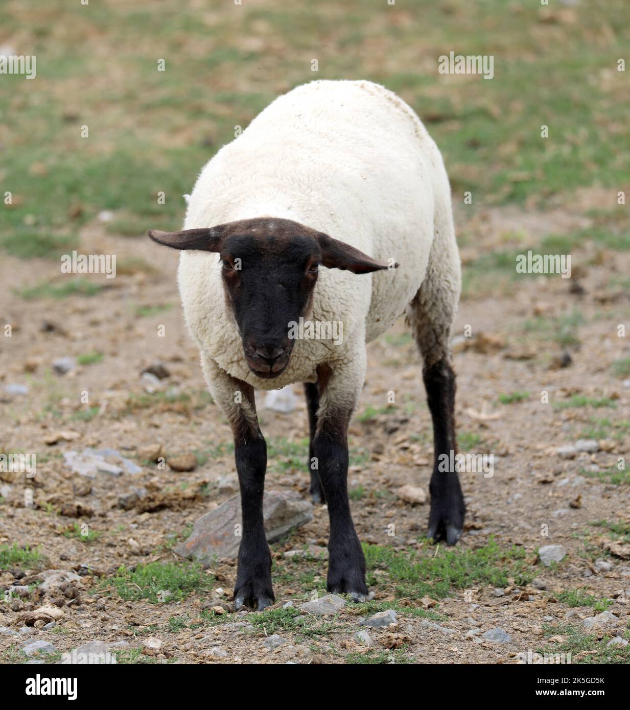 Suffolk sheep breed hi-res stock photography and images - Alamy