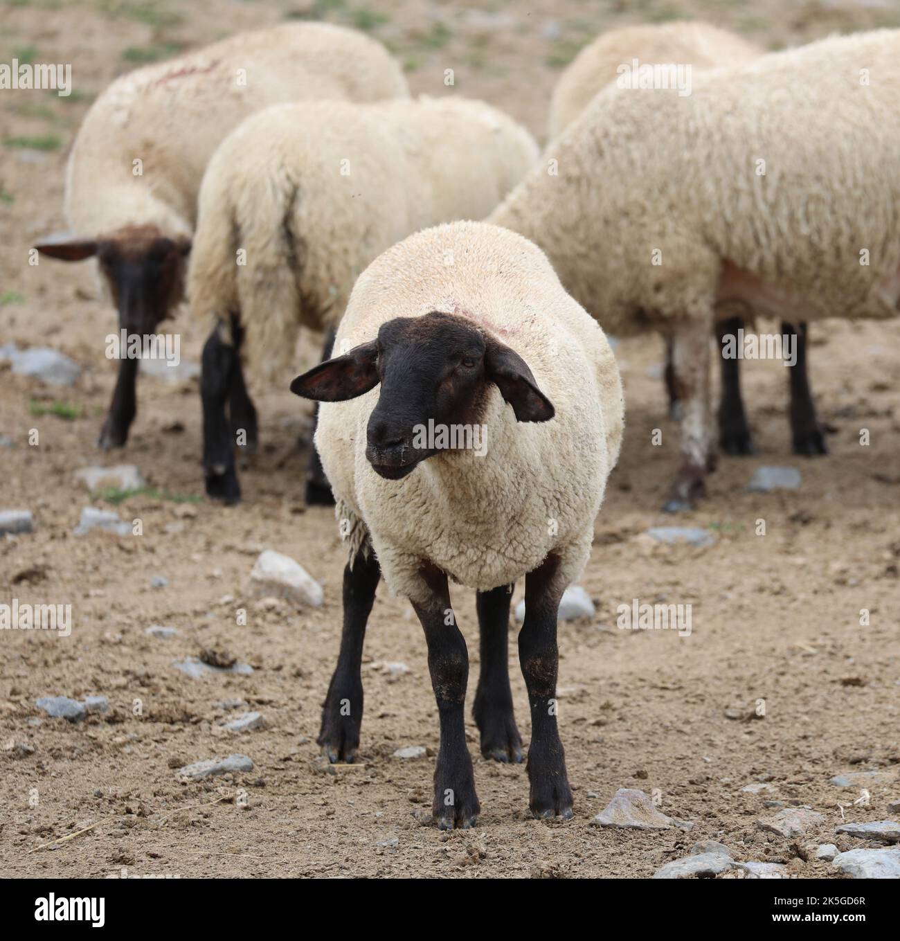 Sheeps legs hi-res stock photography and images - Alamy