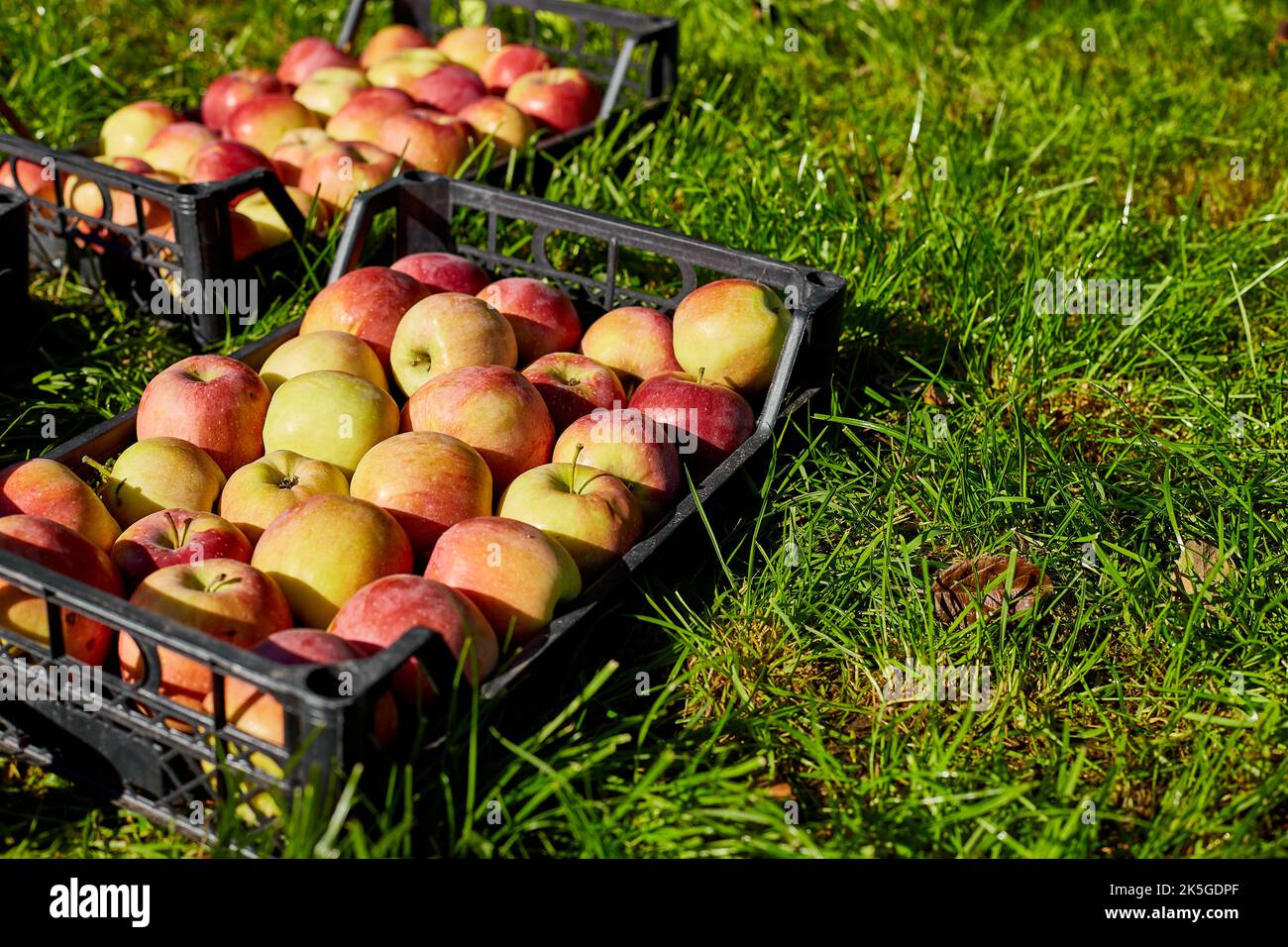 Harvest of fresh organic red apples in the black boxes, harvest, local ...