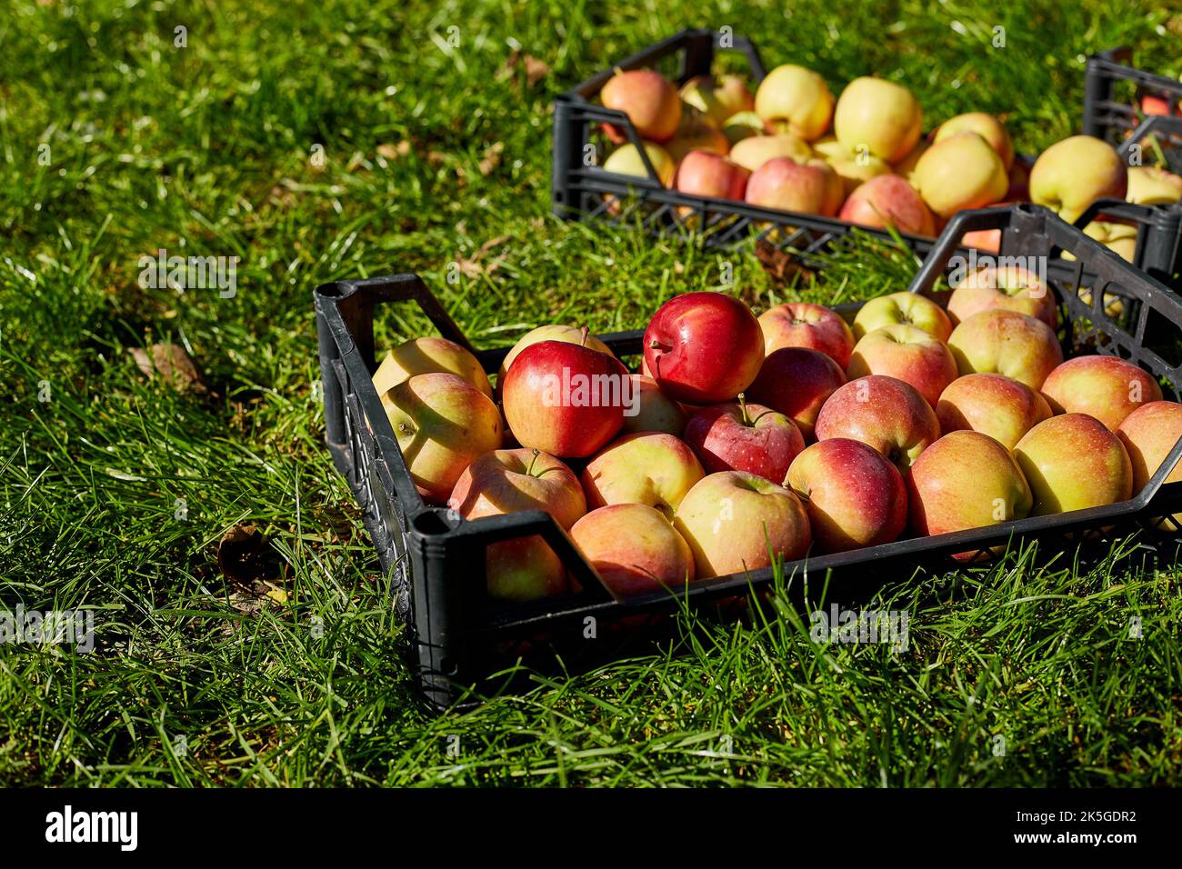 Harvest of fresh organic red apples in the black boxes, harvest, local ...