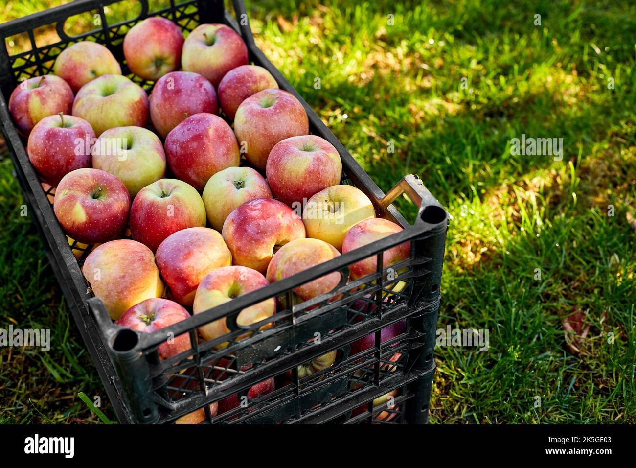 Harvest of fresh organic red apples in the black boxes, harvest, local ...