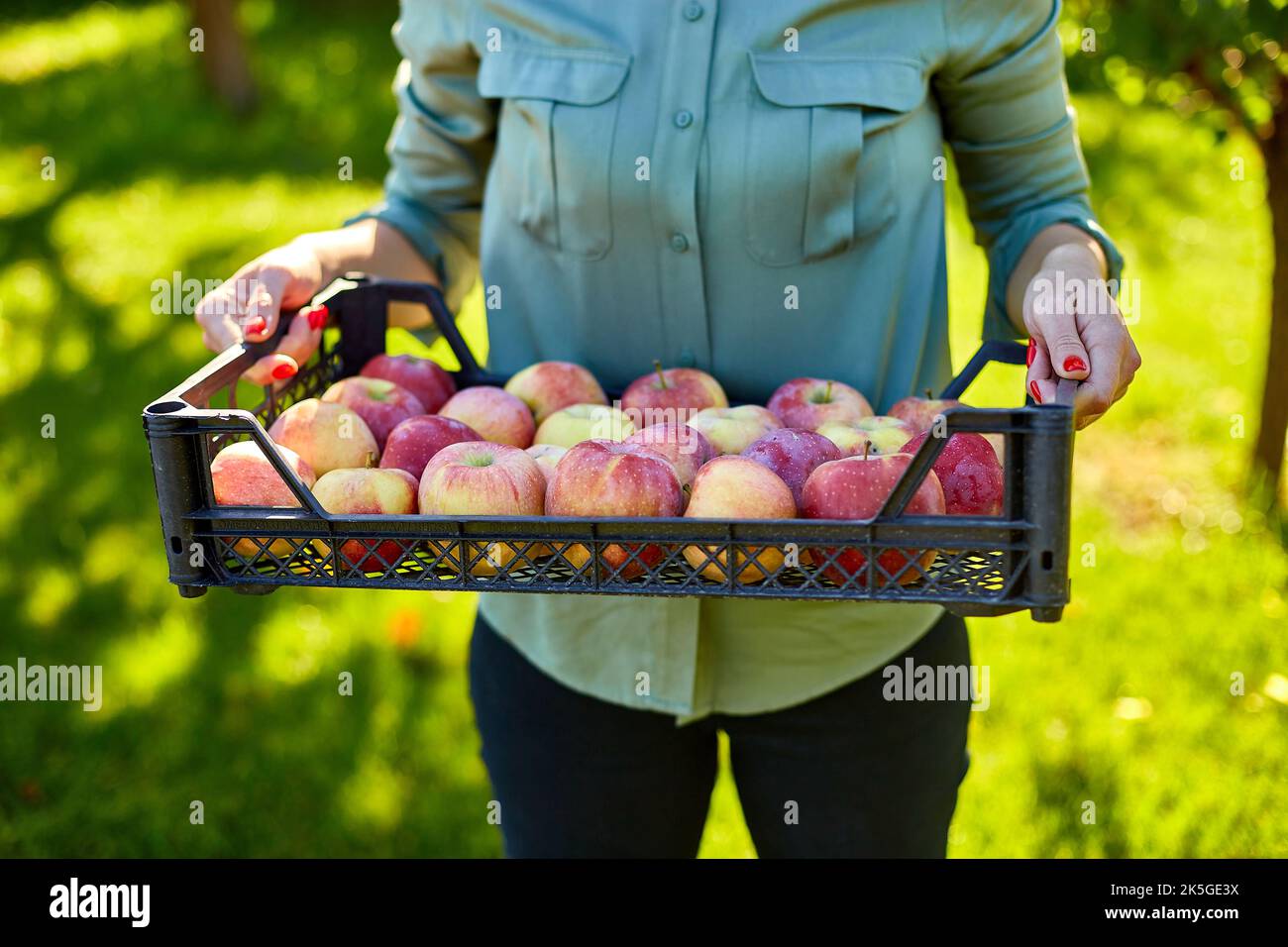 Woman hand holding a crate, box with aed ripe apples, harvesting fruit ...
