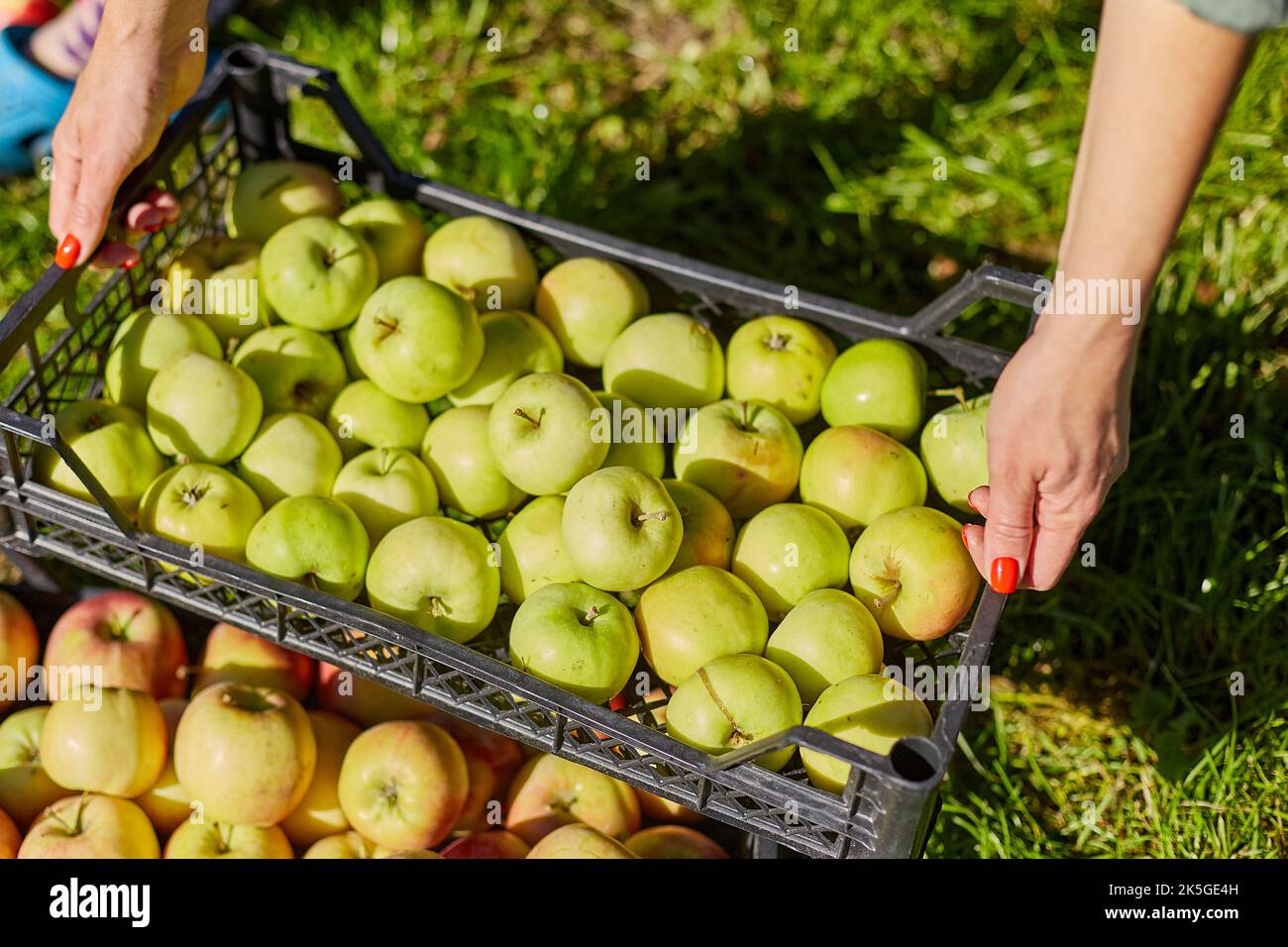 Woman hand holding a crate, box with aed ripe apples, harvesting fruit ...