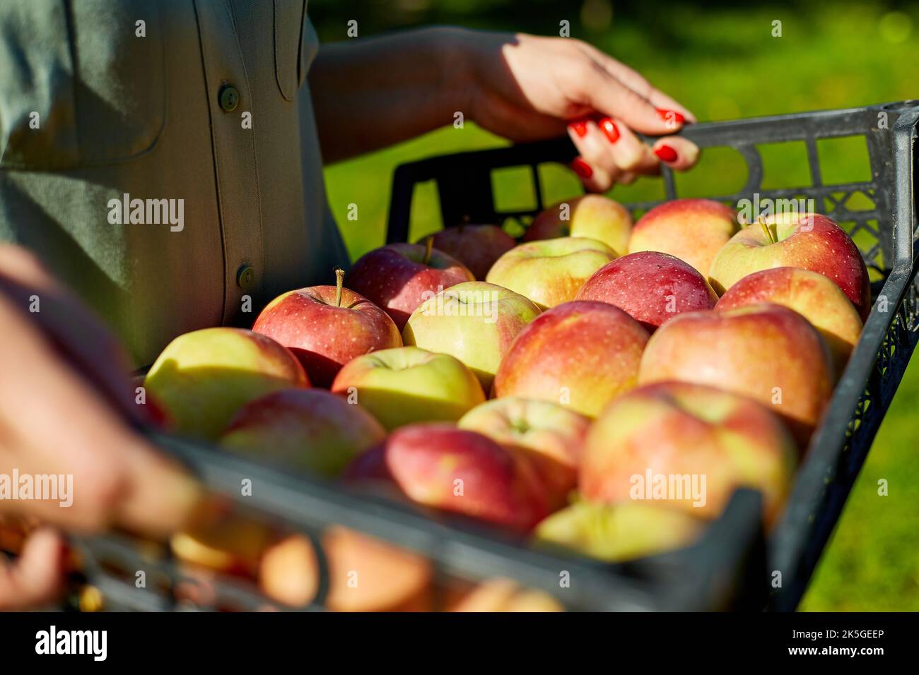 Woman hand holding a crate, box with aed ripe apples, harvesting fruit ...