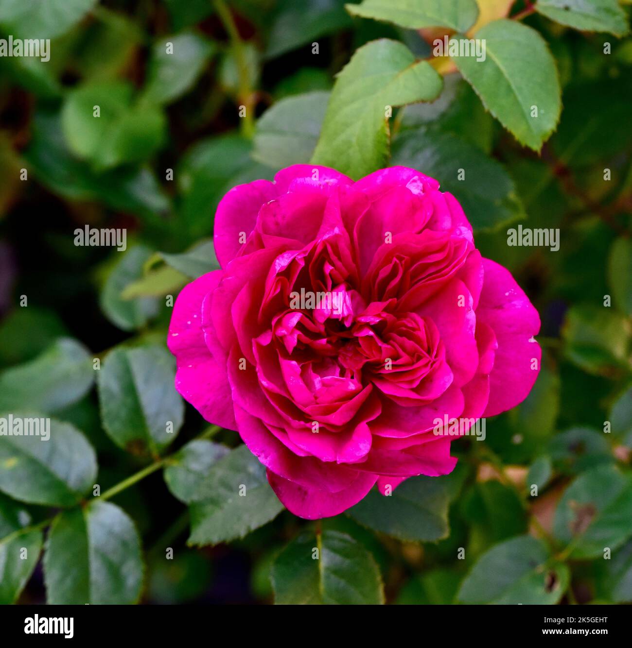 James l austin rose hi-res stock photography and images - Alamy