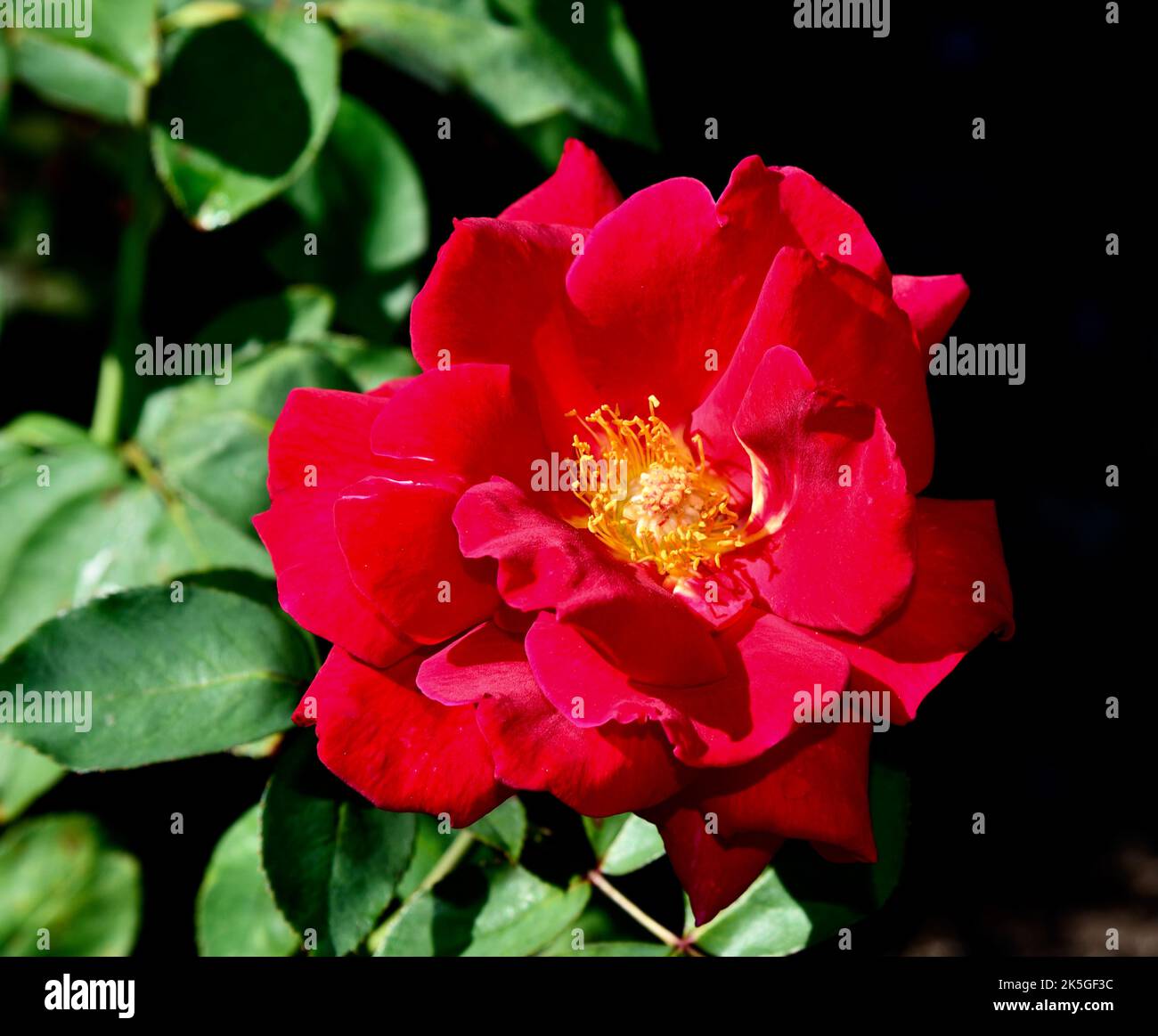A close up shot of a Miracle on the Hudson shrub rose on dark ...