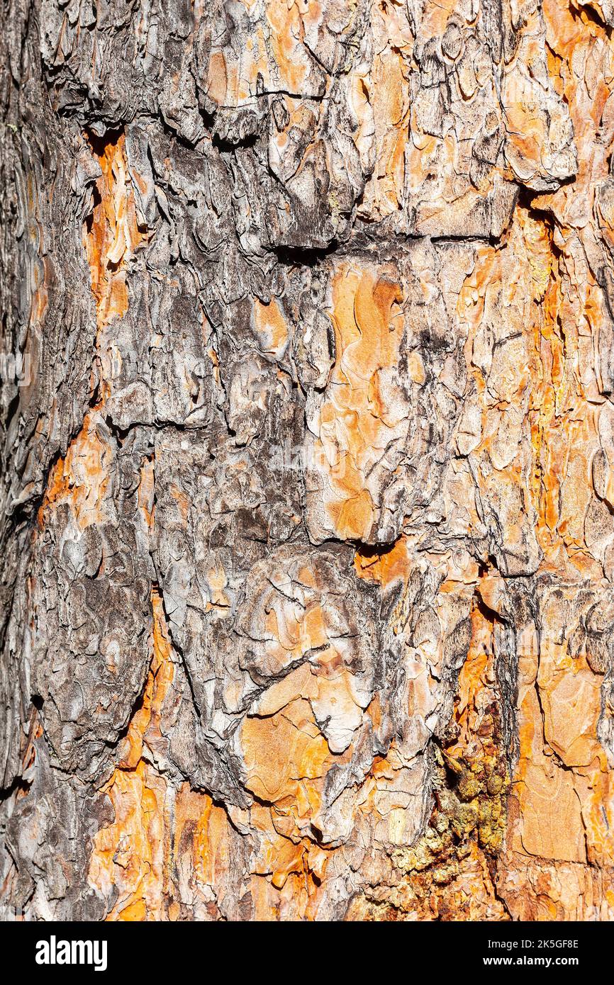 Texture of pine tree bark in sun, abstract natural background. Ecology, conservation of forests ...