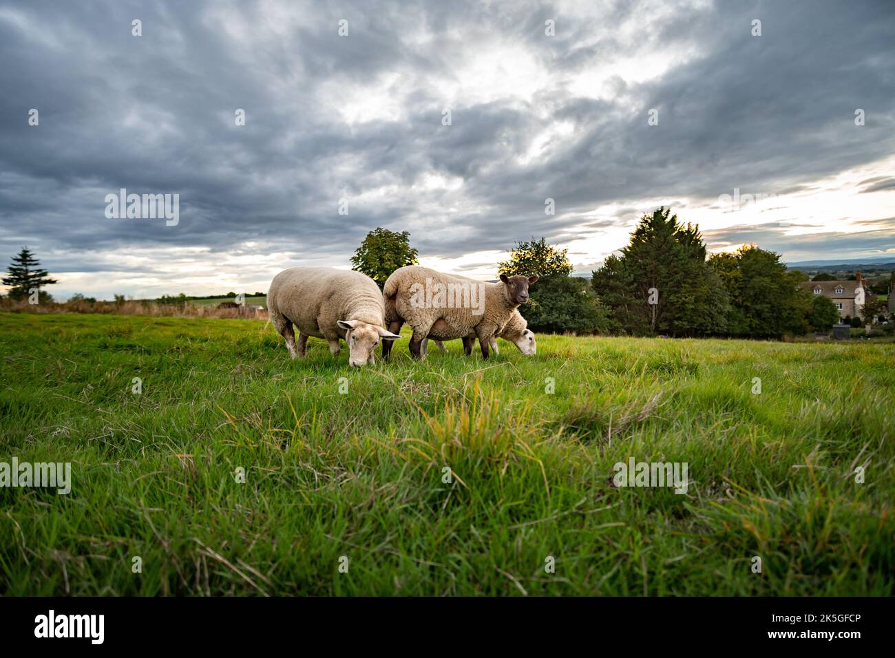 Three white sheep in a field grazing under the dramatic clouds ...