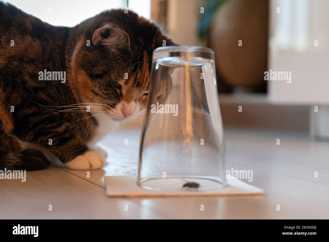 Curious cat carefully watching a caught wasp or fly in an inverted ...