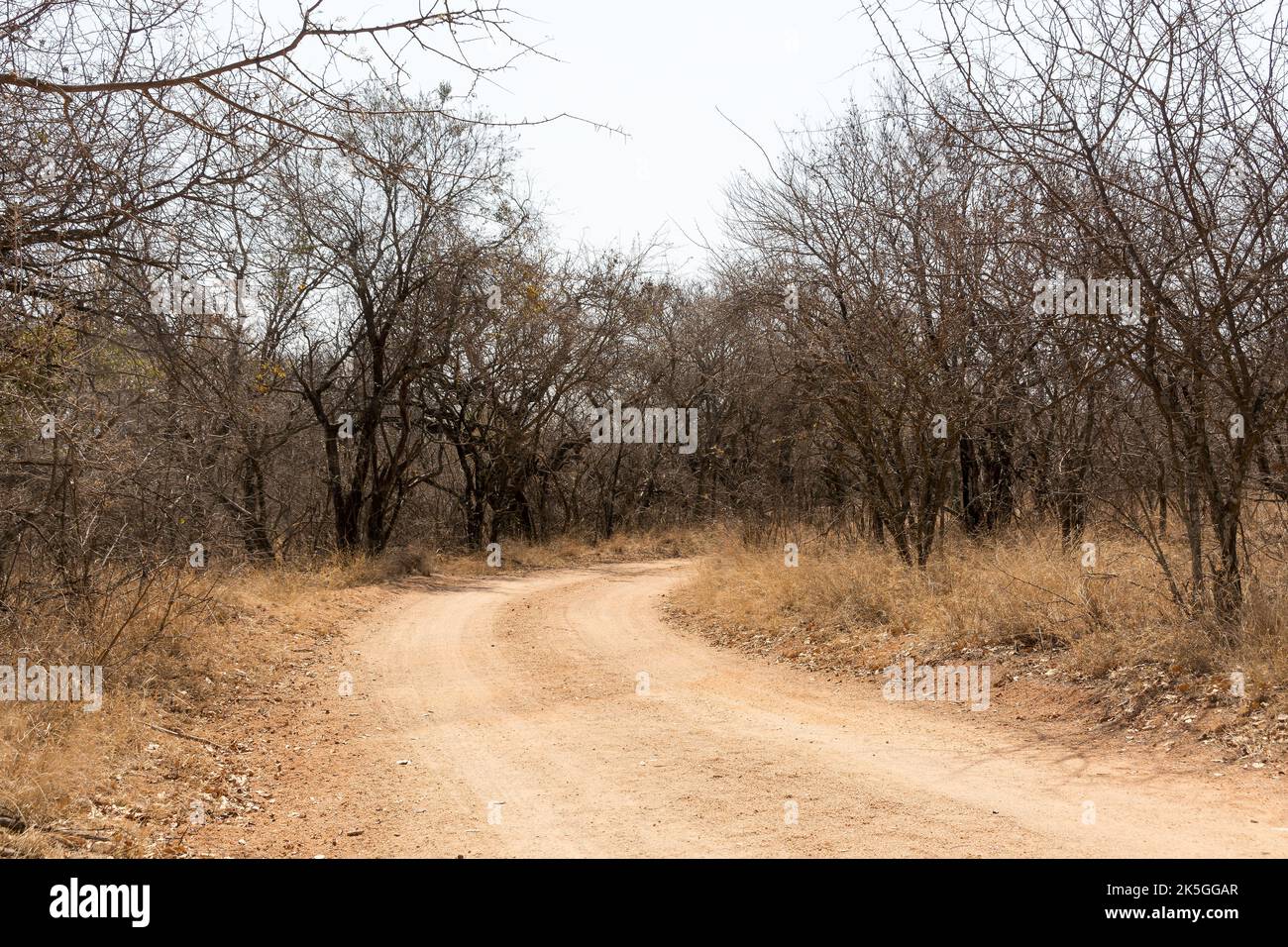 Bush Track - a dirt road winding through the African bush surrounded by ...