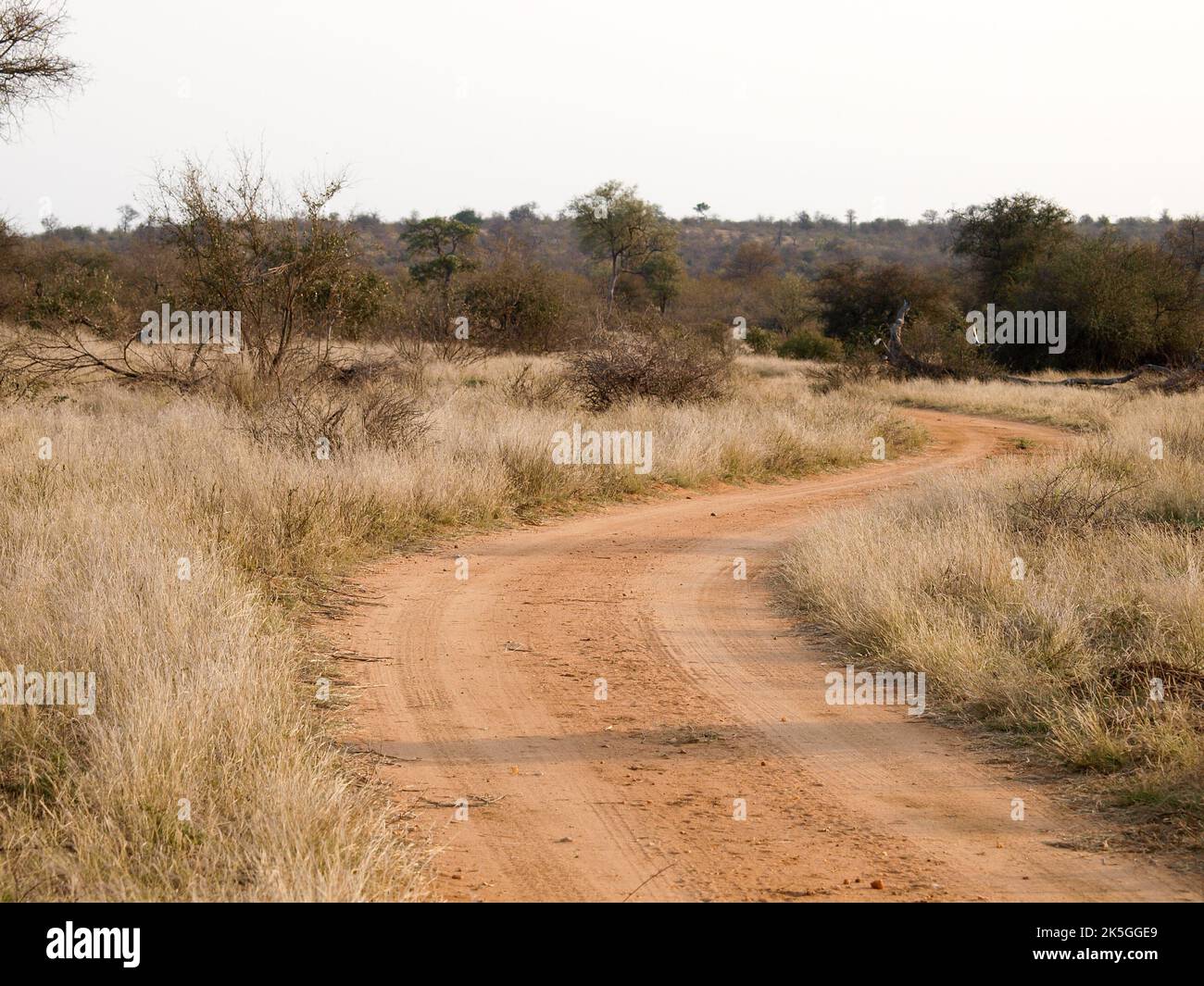 Bush Track - a dirt road winding through the African bush surrounded by ...