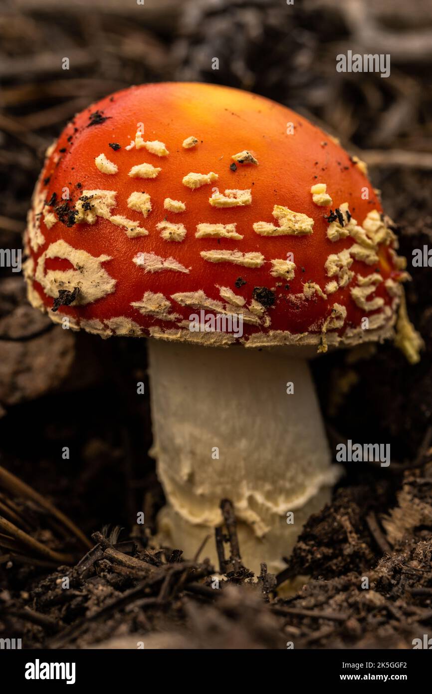 Red capped mushroom hi-res stock photography and images - Alamy
