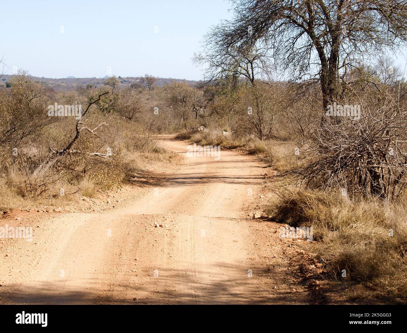 Bush Track - a dirt road winding through the African bush surrounded by ...
