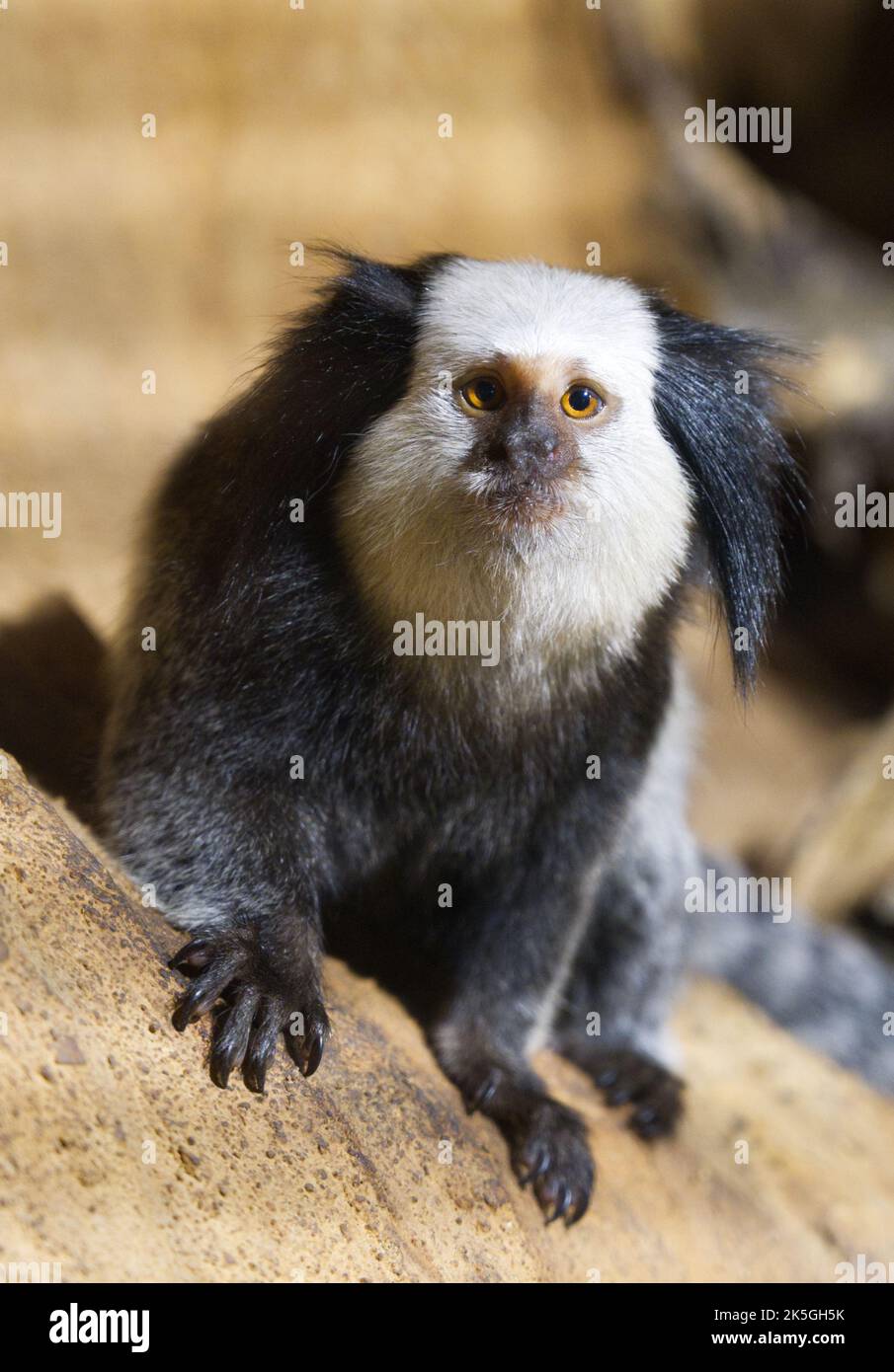 White-fronted Marmoset the small monkey from South America affected by ...