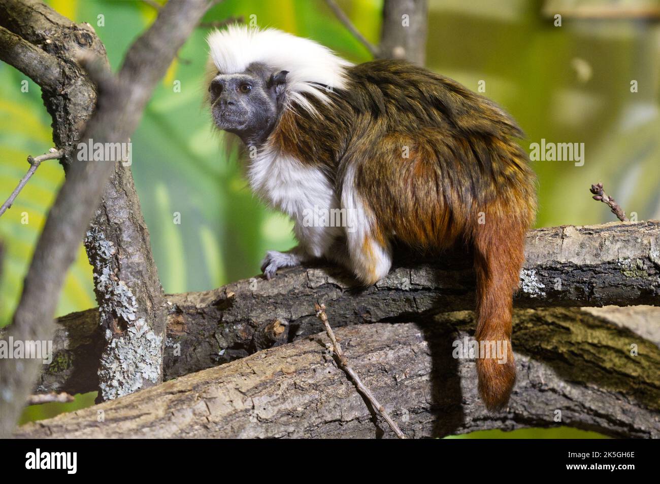 Little white monkey hi-res stock photography and images - Alamy